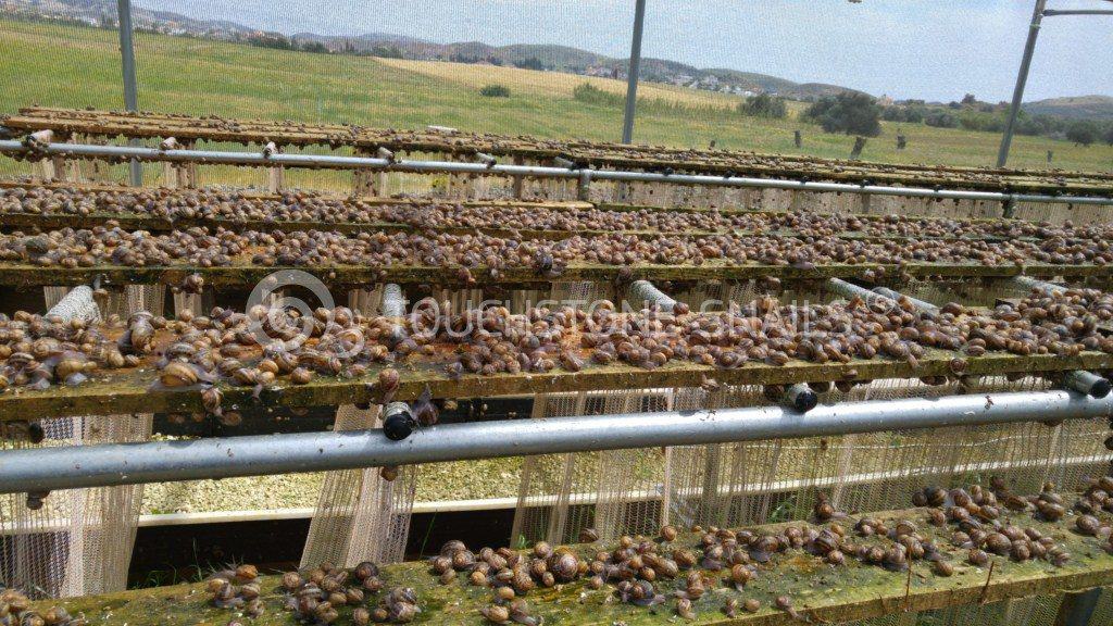 Snail Farming – Professionally Specialized in Snail Business