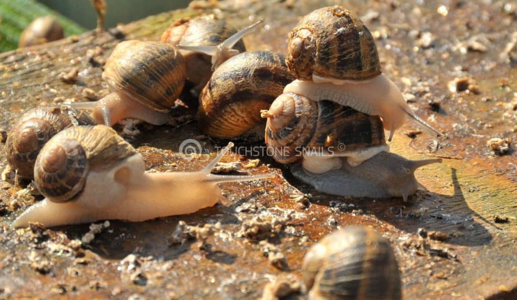 Snail Farming – Professionally Specialized in Snail Business