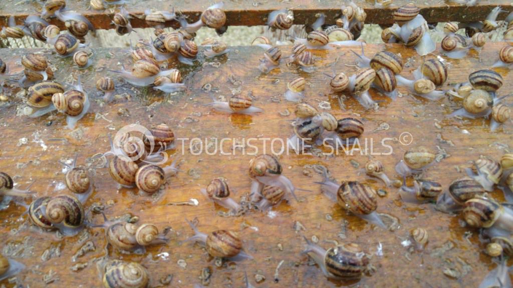 The Snail Production in Touchstone Snails breeding units - Snails Breeding