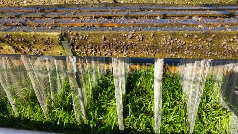 The Production with the Curtain Method - Snails Breeding