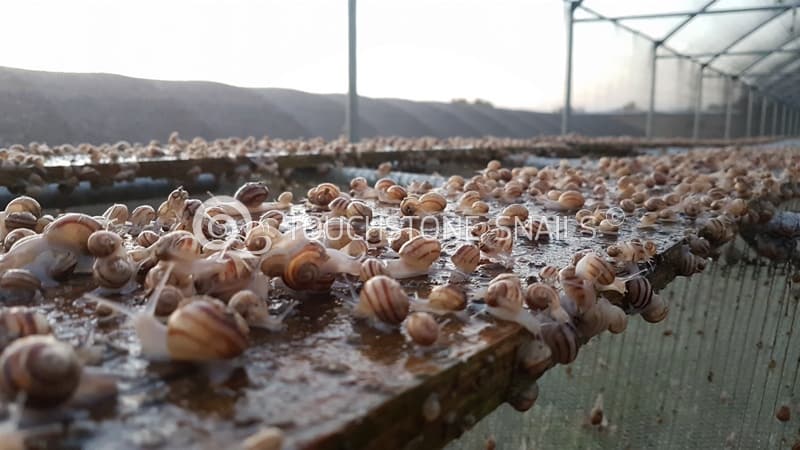 The results of snail breeding, using the Curtain Method from Touchstone Snails! - Snails Breeding