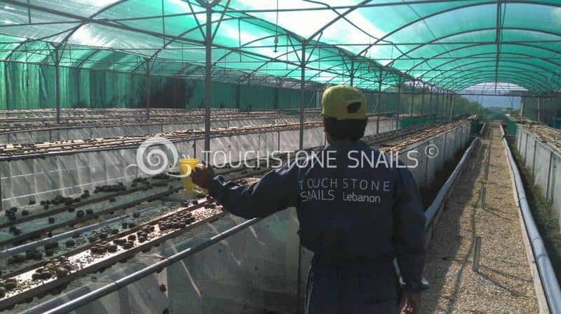 Touchstone Snails in Lebanon! - Snails Breeding