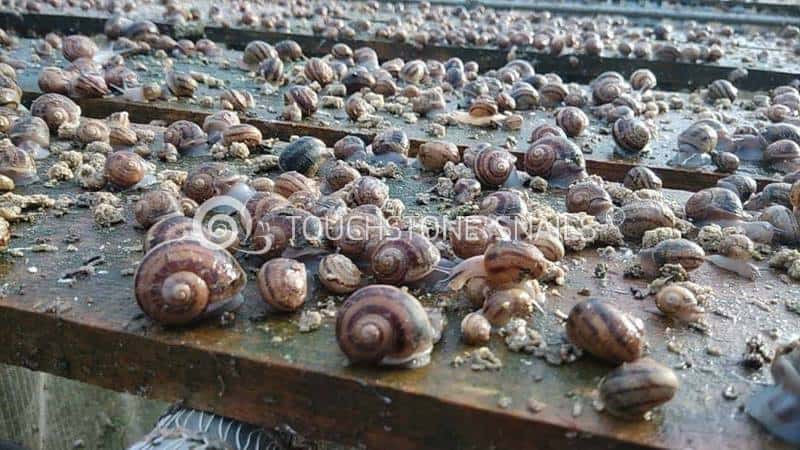 The rapid growth of small snails! - Snails Breeding