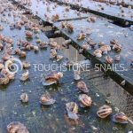 Snail Breeding - Commercial Snail Farming Services