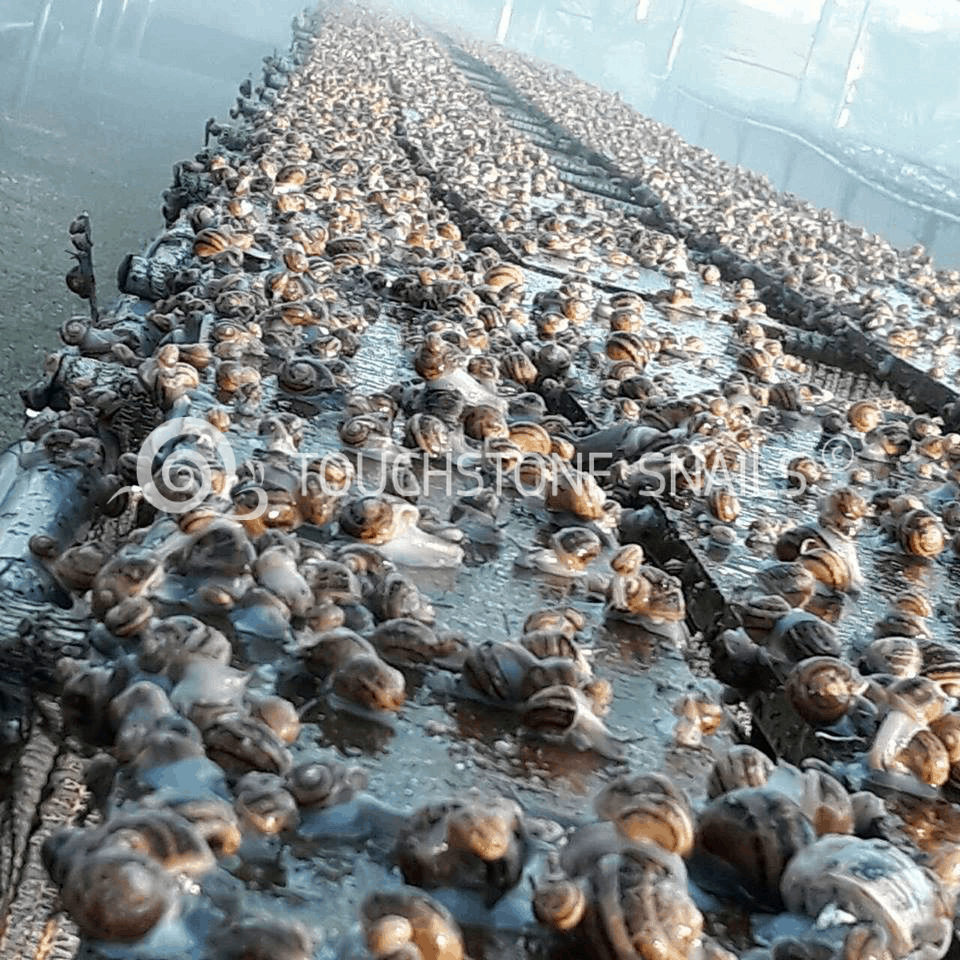 Touchstone Snails - The production - Snails Breeding
