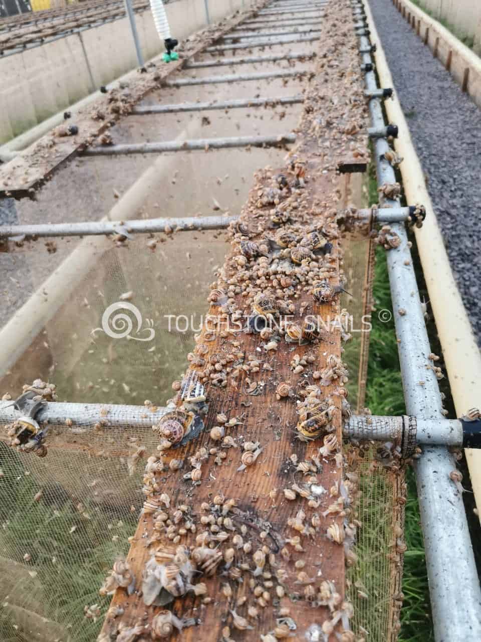 New project of snail breeding unit of 25.000m2 - Snails Breeding